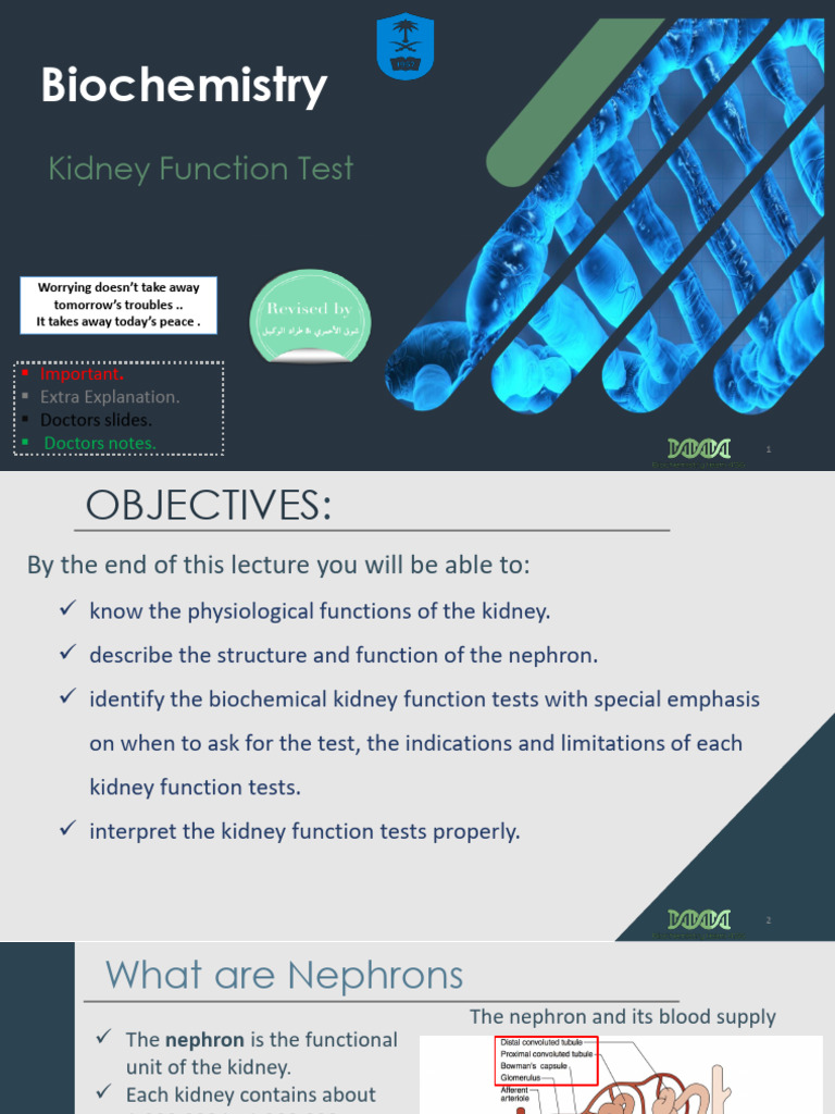 1-Kidney Function Test | PDF