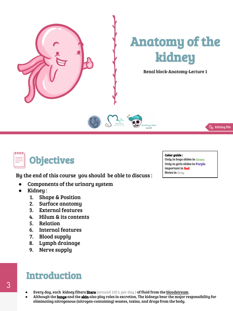 Kidney Anatomy and Functions Guide | PDF