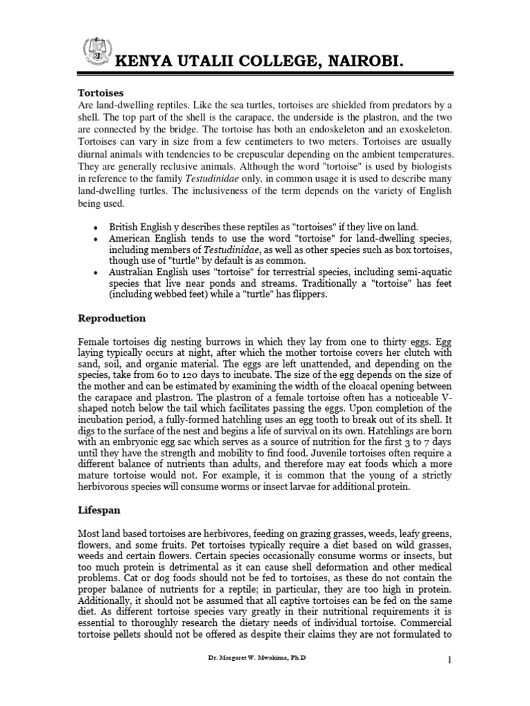 Lesson Five C2 Tortoises | PDF | Turtle
