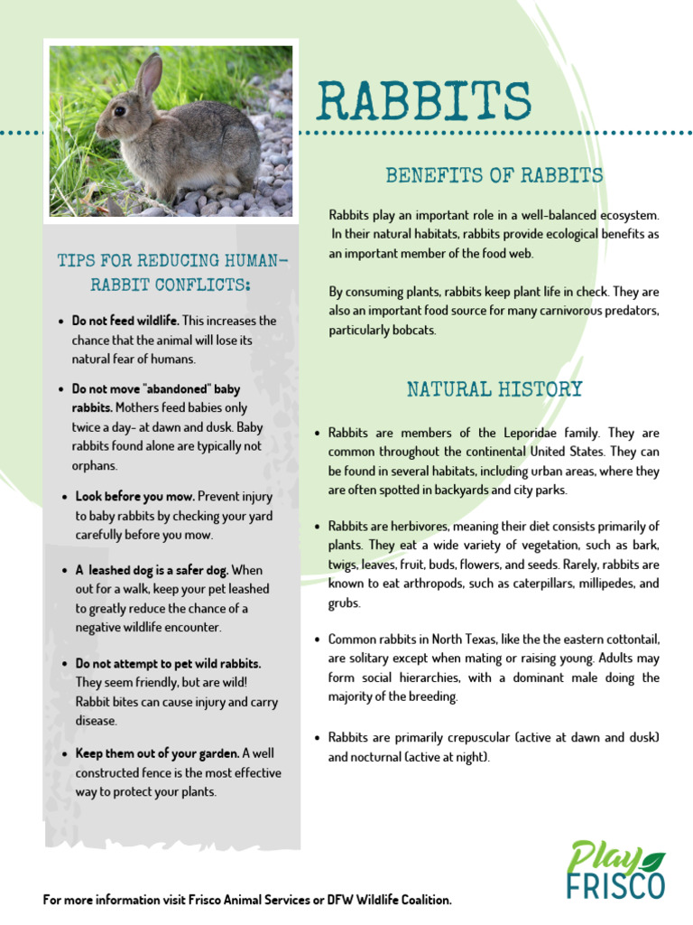 Rabbit Fact Sheet - 202103301529320334 | PDF
