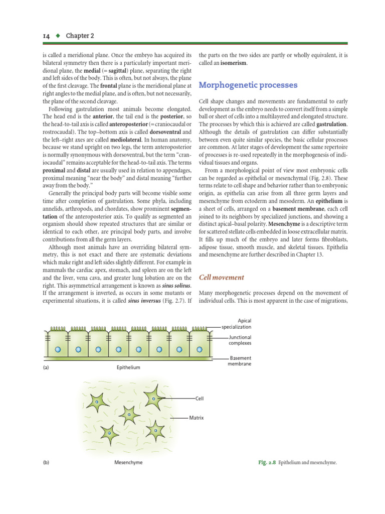 Morphogenetic Processes Types of movements | PDF