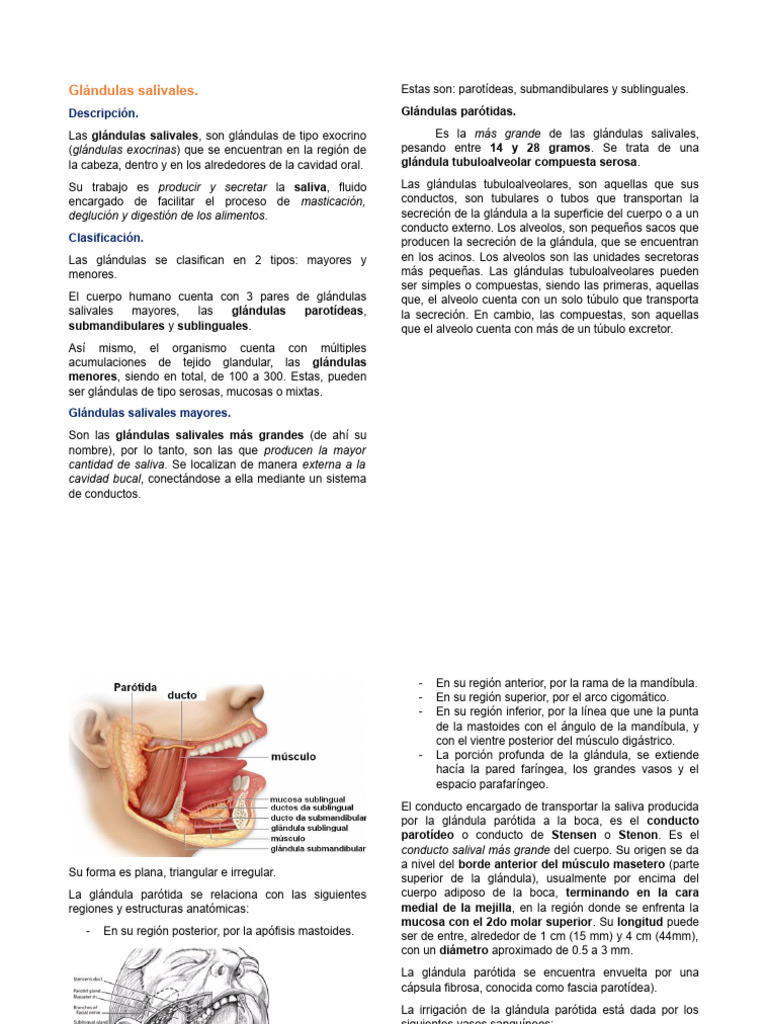 Glándulas Salivales: Tipos y Funciones | PDF | Anatomía | Cabeza y ...