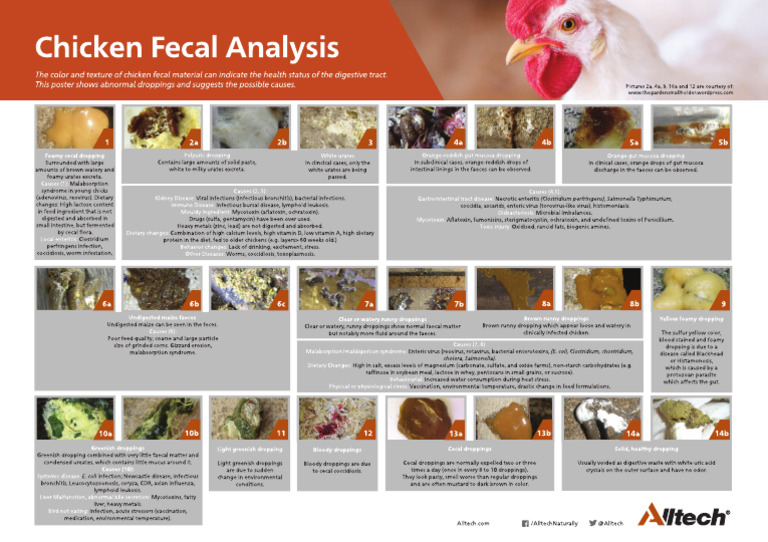 Alltech Chicken Fecal Analysis Poster | PDF
