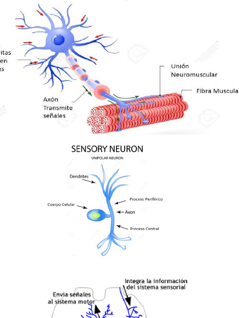 Neuron As | PDF