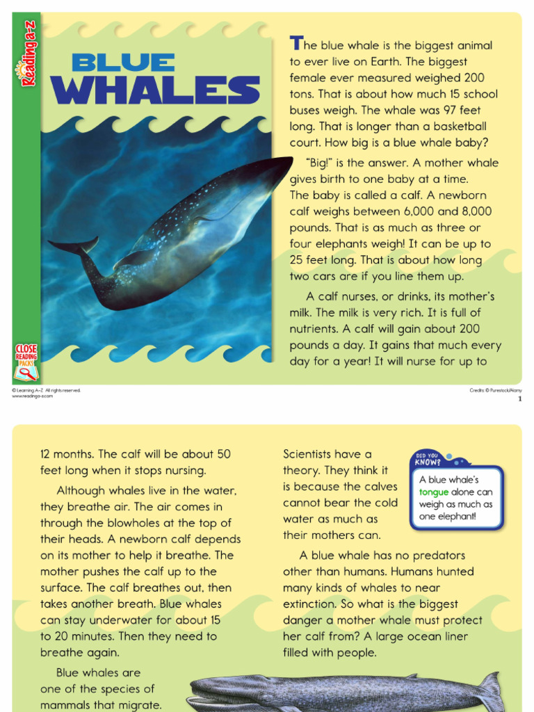 Blue Whales | PDF