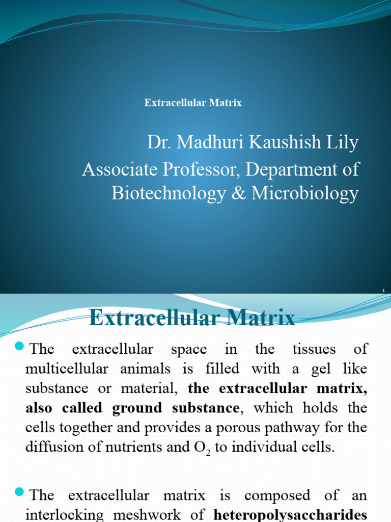 Extracellular Matrix | PDF