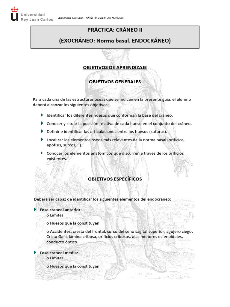 Guia de La Practica Norma Basal y Endocraneo | PDF | Cráneo | Anatomía