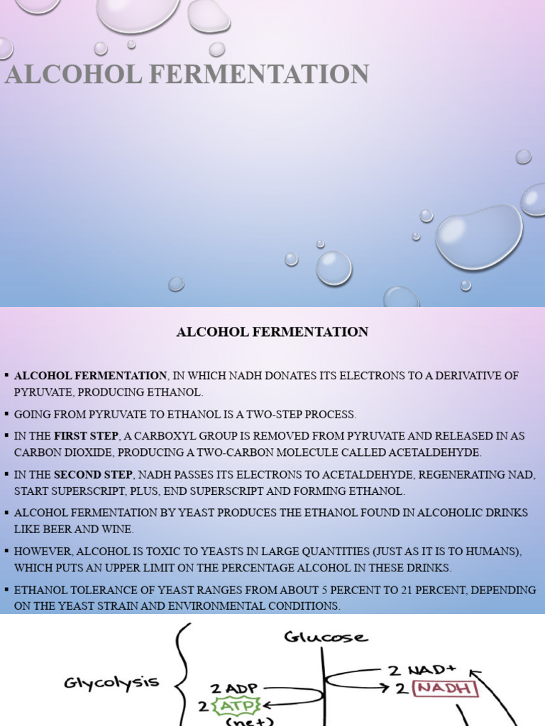 Alcohol Fermentation | PDF