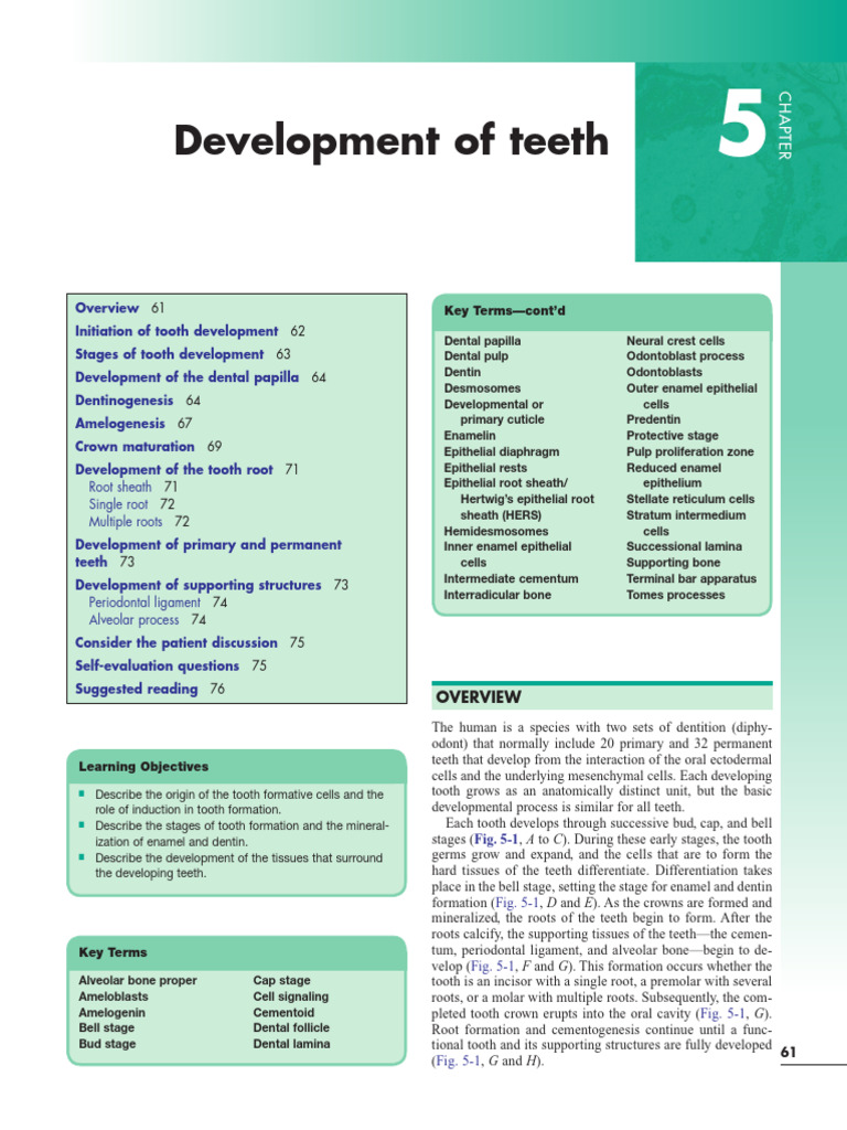 Development-of-tooth | PDF | Human Tooth | Tooth Enamel