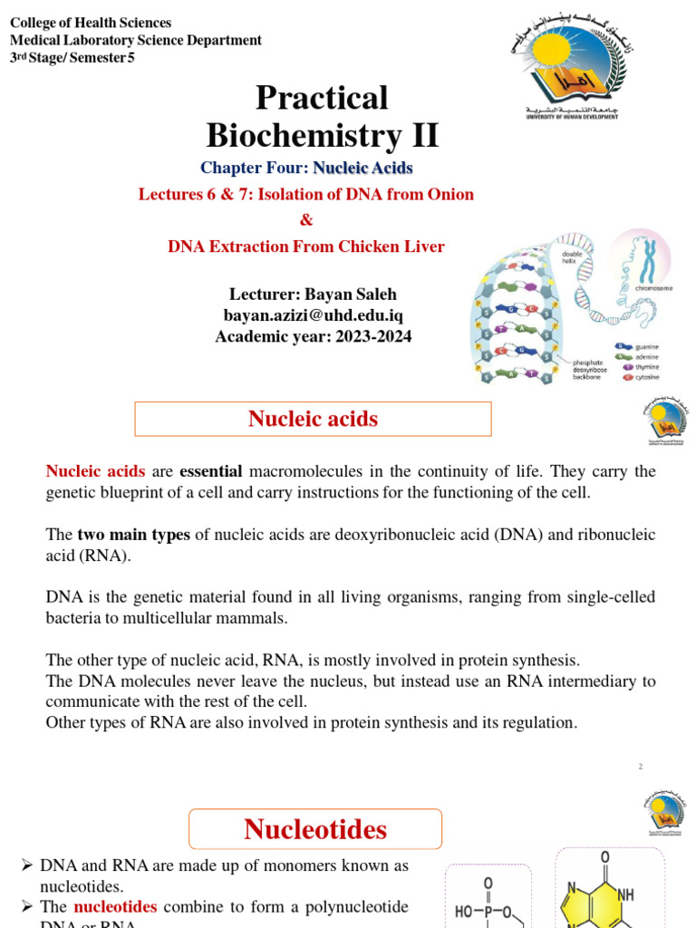 Lec 4-Nucleic Acid - 2024 | PDF