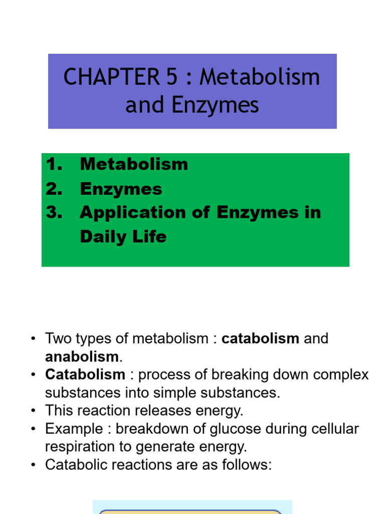 Chapter 5 - Metabolism and Enzymes | PDF | Enzyme | Endoplasmic Reticulum