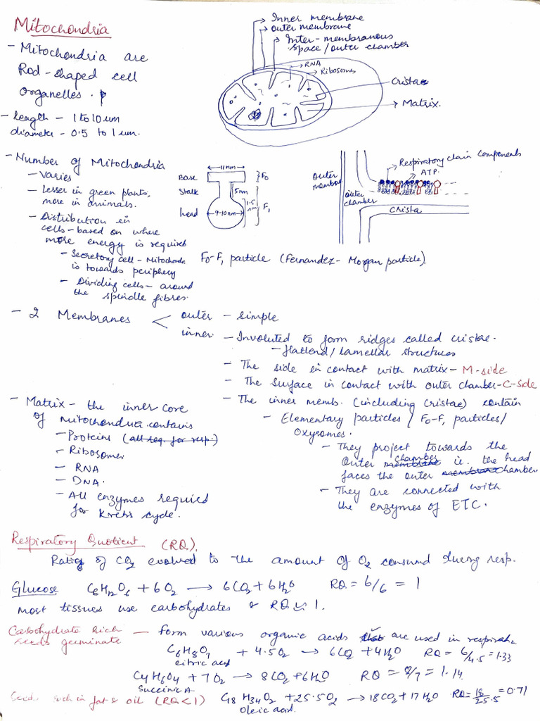 Respiration Notes | PDF