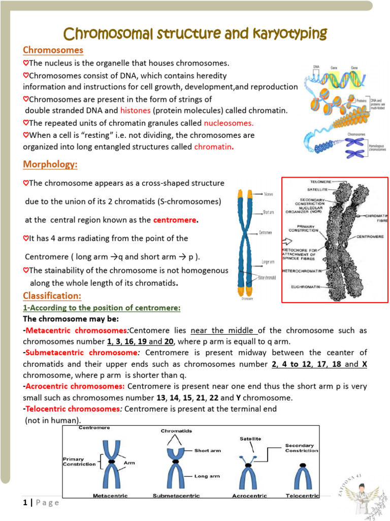 Chromosomal Structure and Karyotyping: Chromosomes | PDF | Fluorescence In Situ Hybridization ...