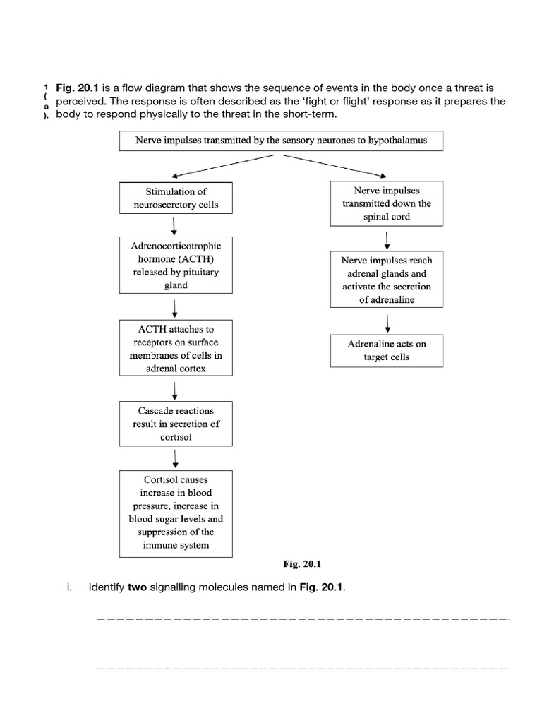 Fight or Flight Response and Energy Use | PDF
