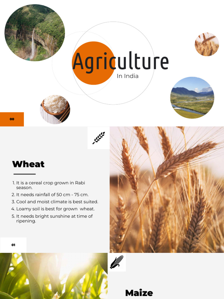 Key Crops and Cultivation in India | PDF | Agriculture | Soil