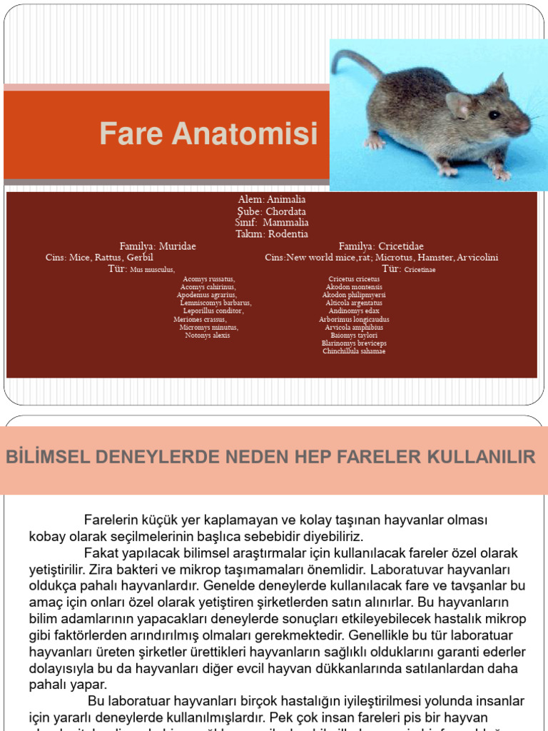 Fare Anatomisi - Kopya | PDF