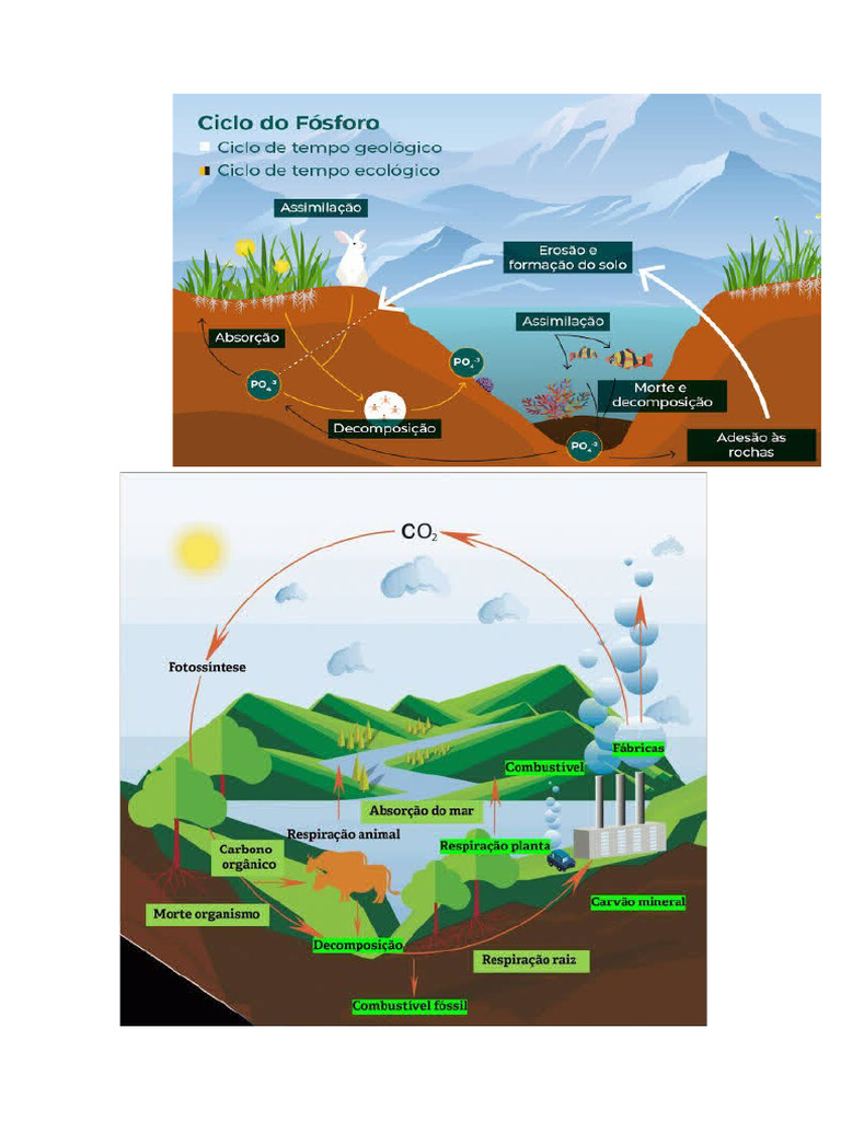 Ciclo Biogeoquímicos | PDF