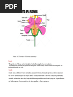 Parts of A Flower and Its Functions | PDF | Flowers | Petal