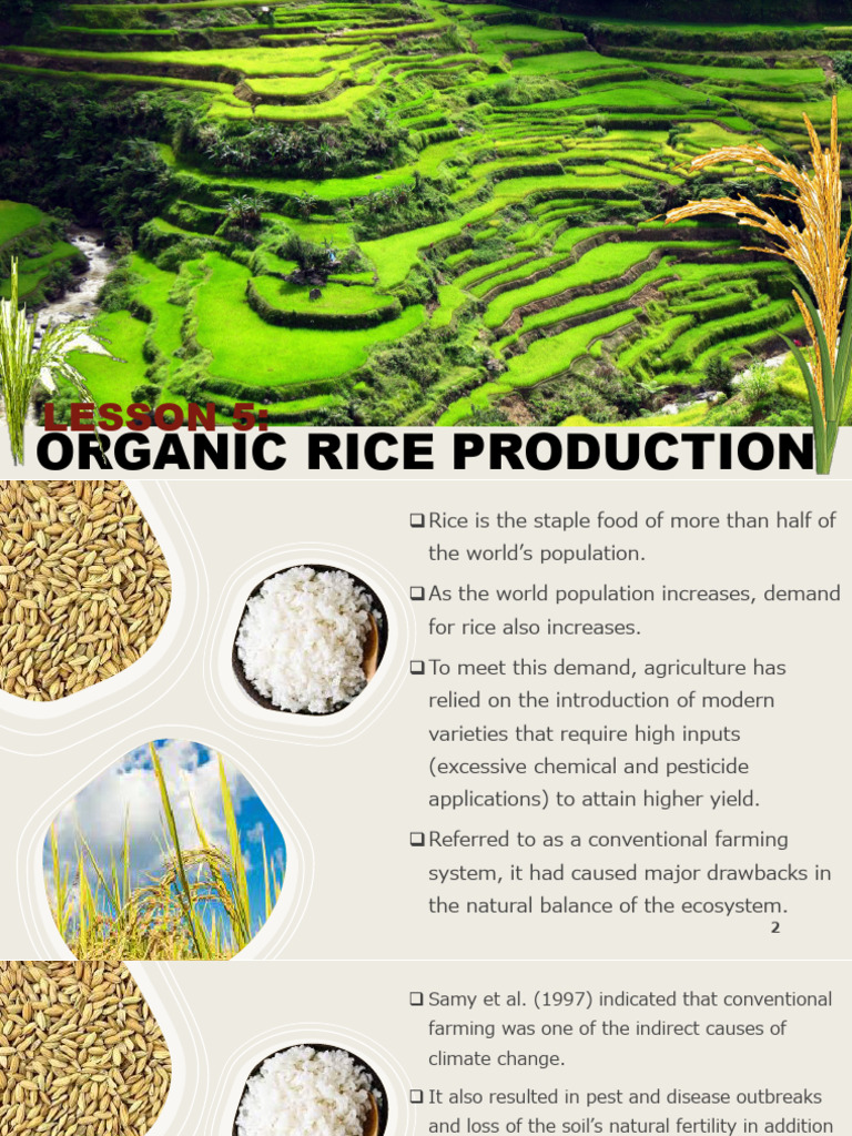 Lesson 5. Organic Rice Production | PDF | Plant Breeding | Agriculture