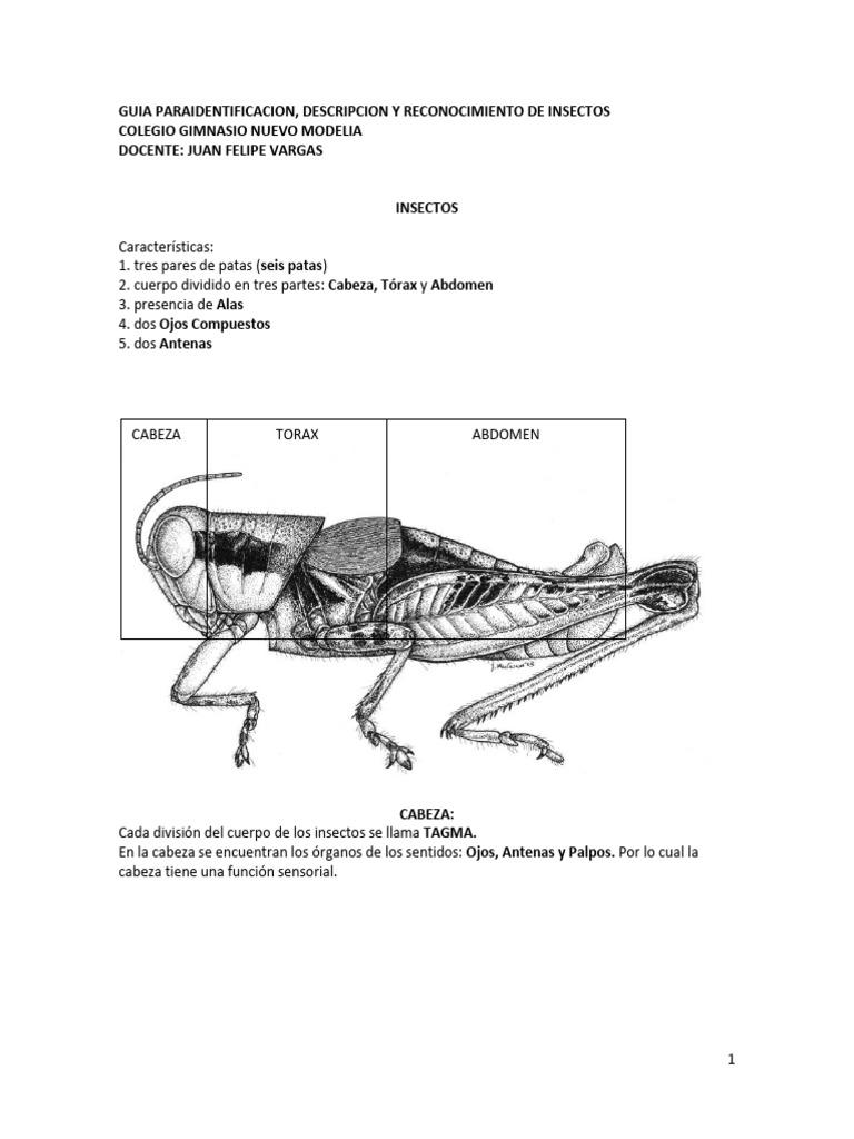Identificación de Insectos: Partes y Funciones | PDF | Insectos ...