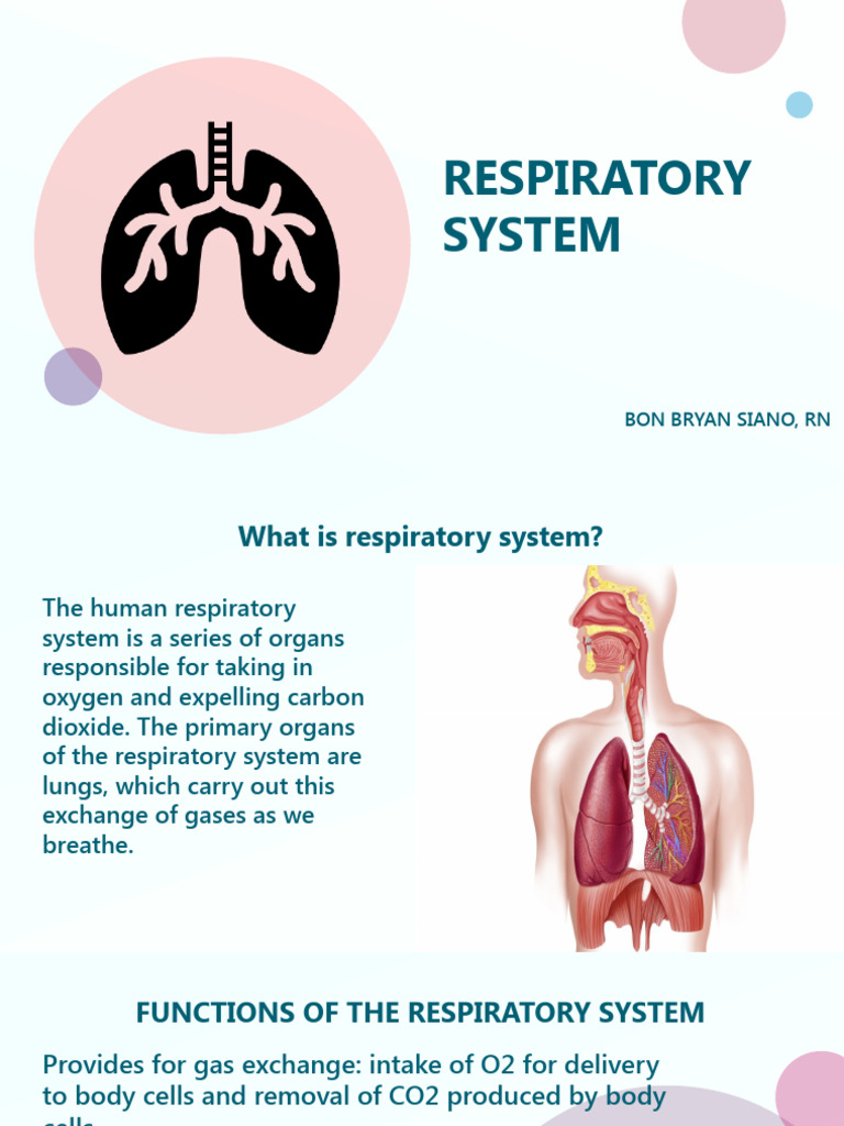 Respiratory System | PDF | Lung | Respiratory Tract