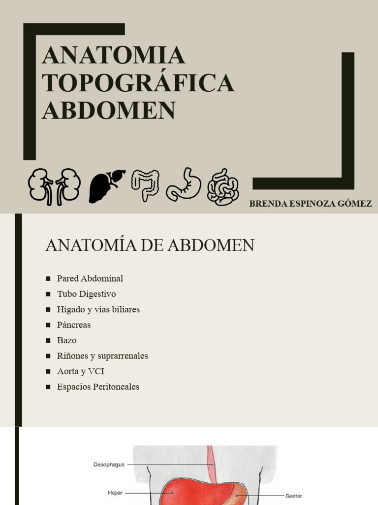 ABDOMEN ANATOMIA | PDF | Abdomen | Estómago