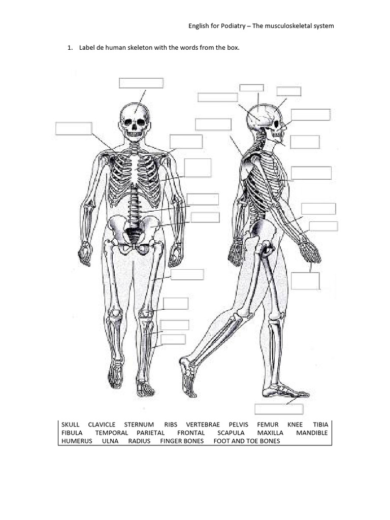 Musculoskeletal