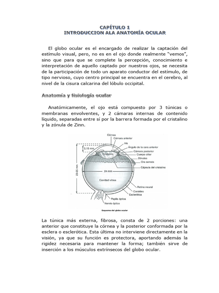 Capítulo 1 Campo Visual Anatomia Ocular y Campo Visual | Descargar gratis PDF | Ojo humano ...