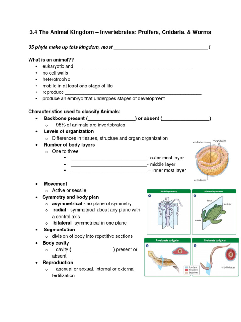 Invertebrate Classification Overview | PDF | Invertebrate | Zoology