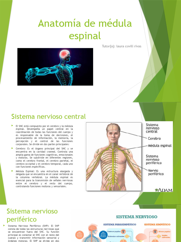Anatomía de Médula Espinal | PDF | Médula espinal | Sistema nervioso central