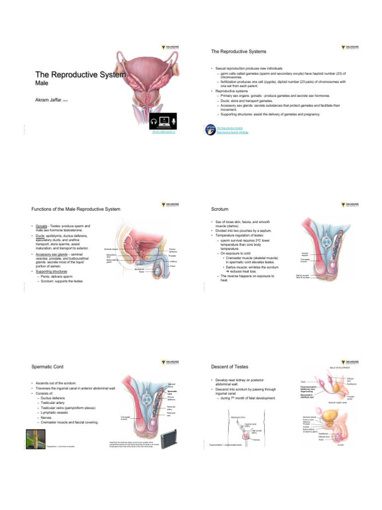 Male Reproductive System Overview Pdf Testicle Prostate