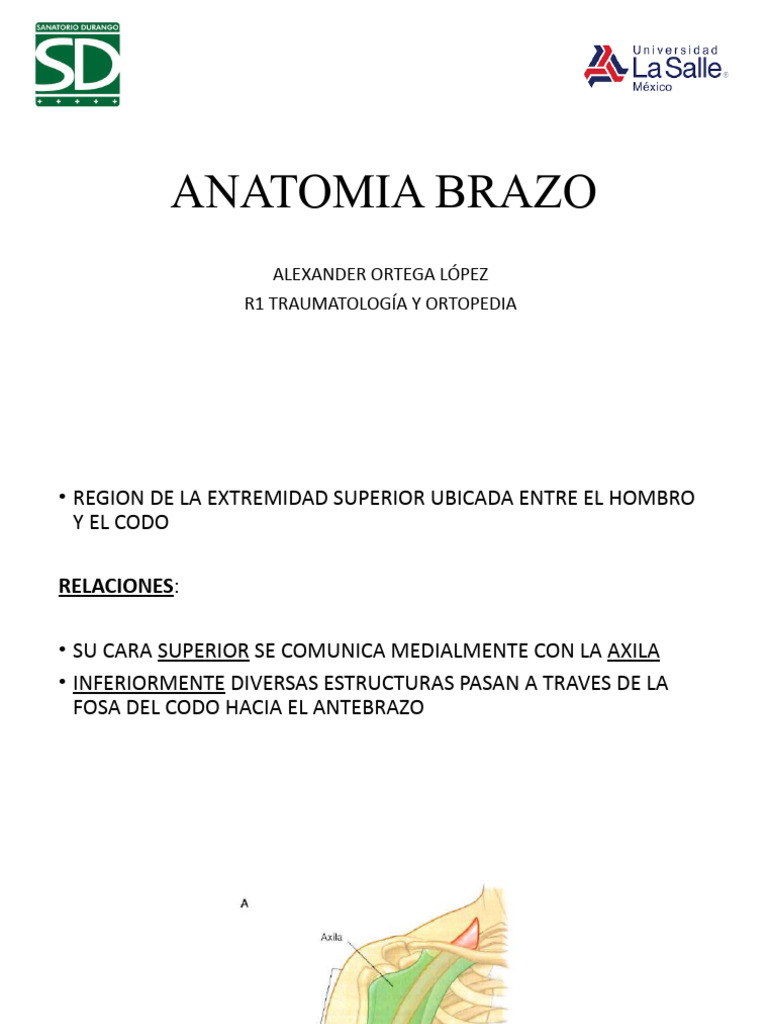 Anatomía del Brazo: Estructuras y Funciones | PDF | Codo | Extremidades ...