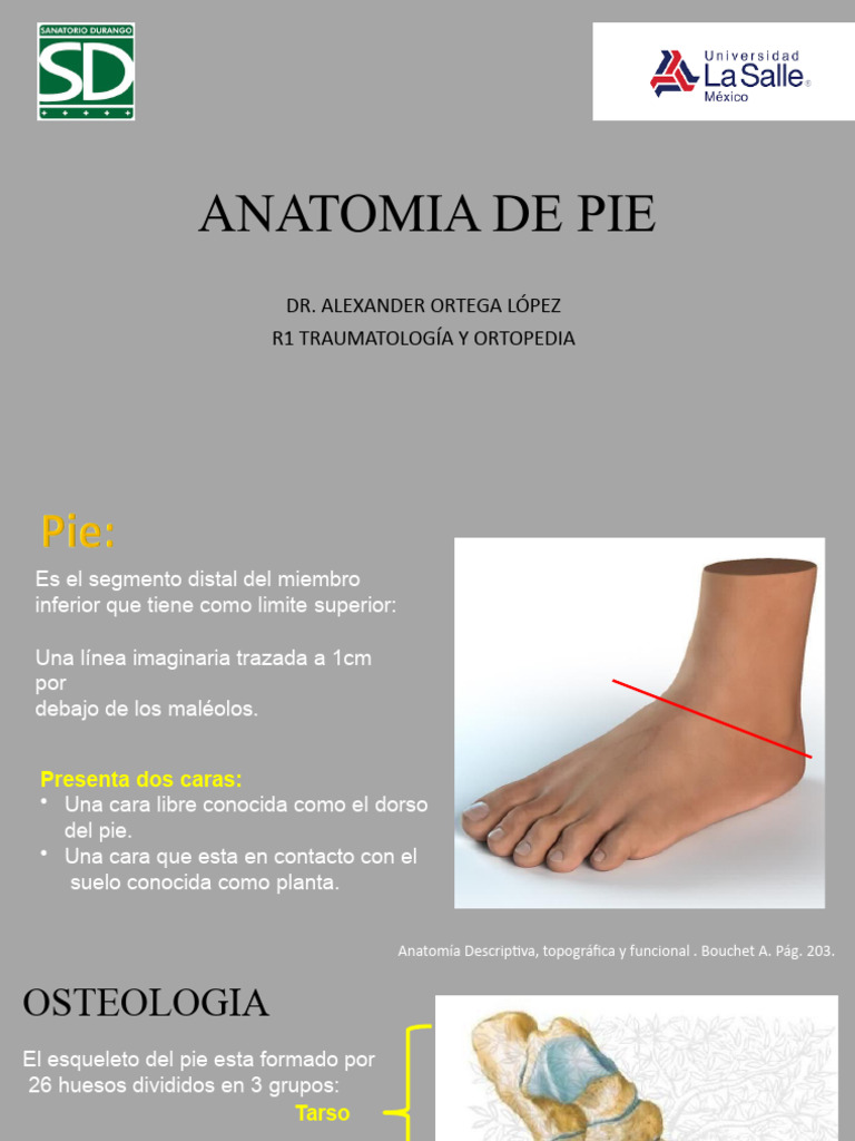 Anatomia de Pie Completa | PDF