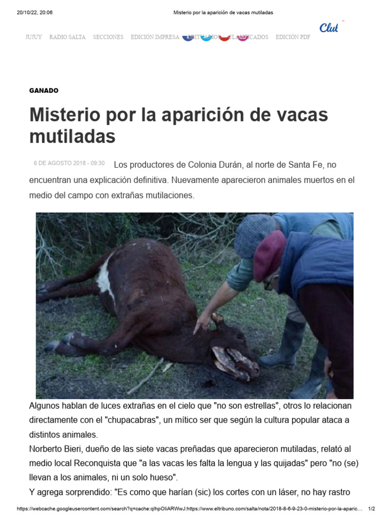 Misterio por la aparición de vacas mutiladas El Tribuno | PDF