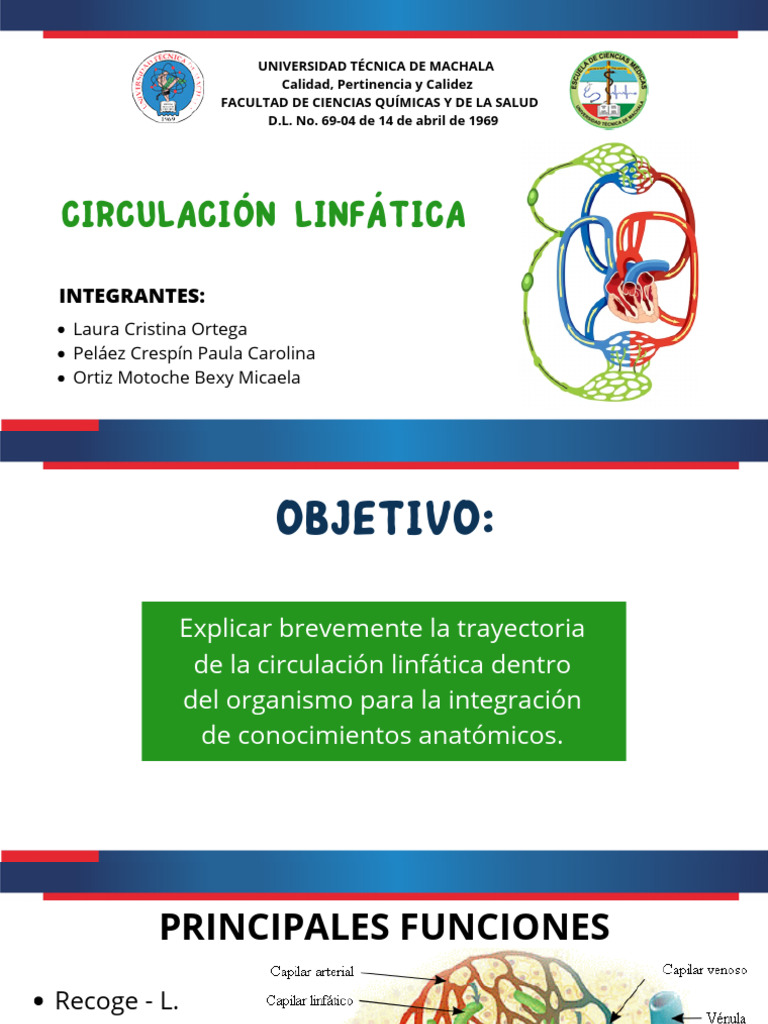 Circulación Linfática: Anatomía y Funciones | PDF | Abdomen | Ganglio ...