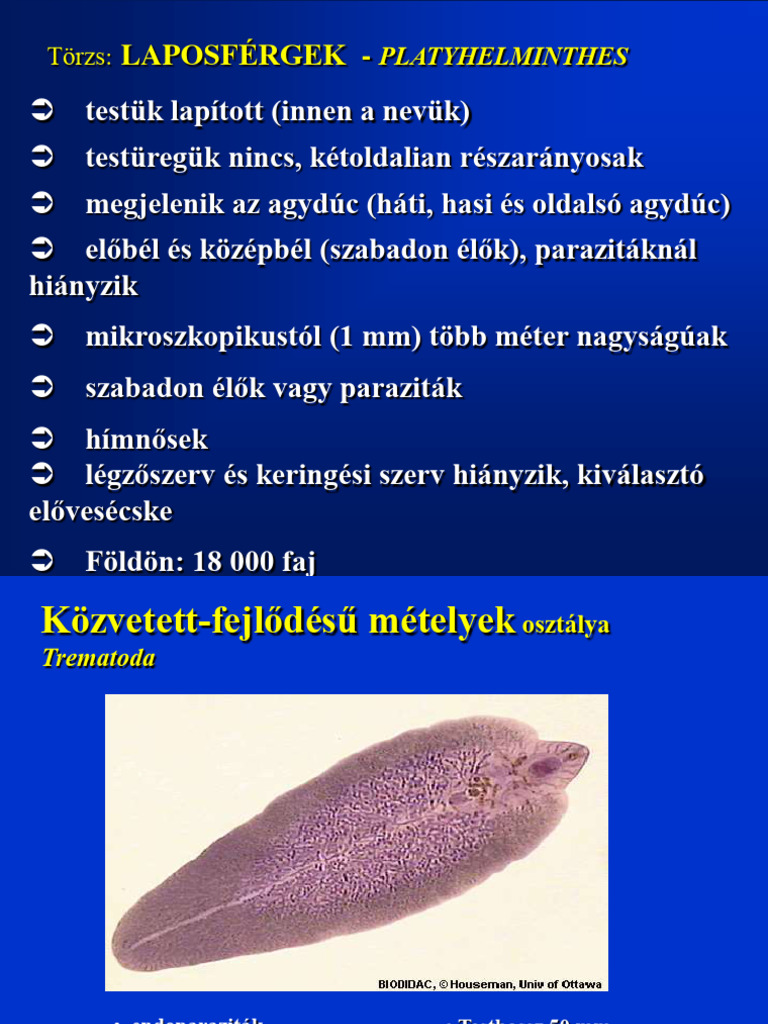 4 Férgek Környgazd | PDF