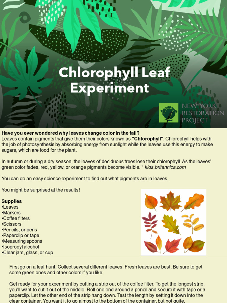 Chlorophyll Experiment | PDF