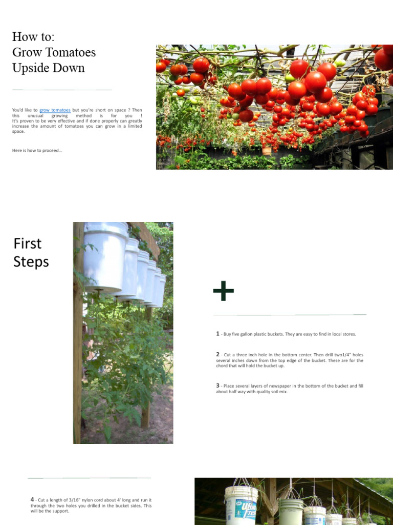 1001gardens Grow Tomatoes Upside Down Tutorial | PDF