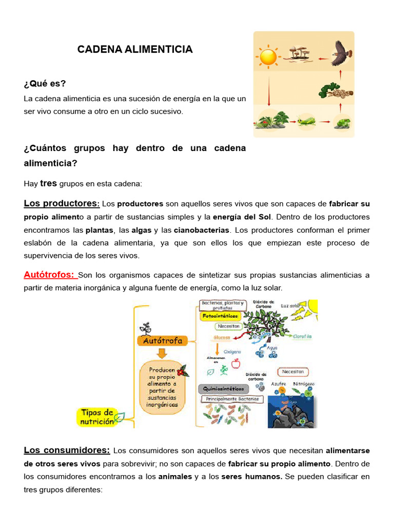 Estructura de la Cadena Alimenticia | PDF | Red alimentaria | Entorno ...