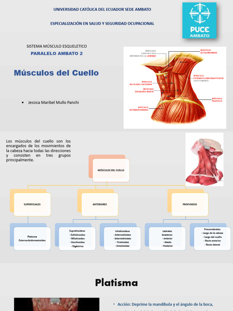 Musculos Del Cuello | Descargar gratis PDF | Sistema musculoesquelético | Cabeza y cuello humanos