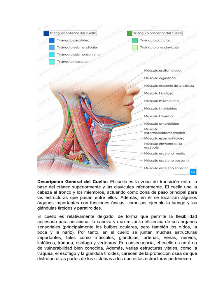 Descripción General Del Cuello | Descargar gratis PDF | Anatomía humana | Cabeza y cuello humanos