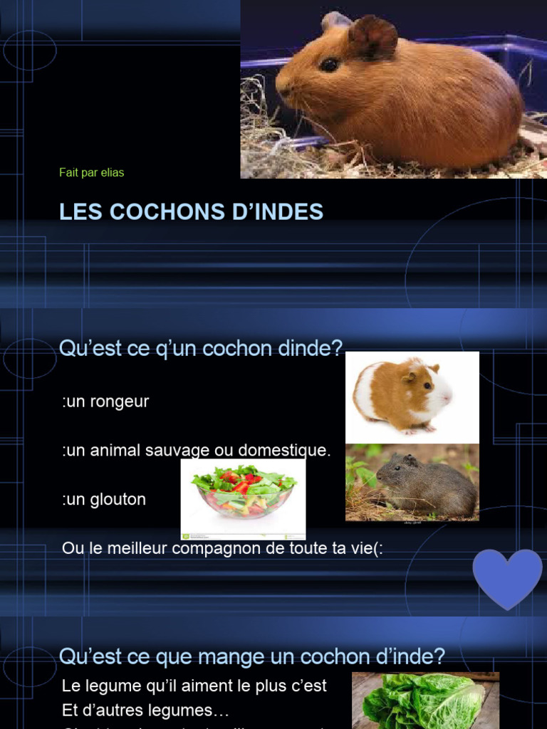 Les Cochons d’Indes | PDF