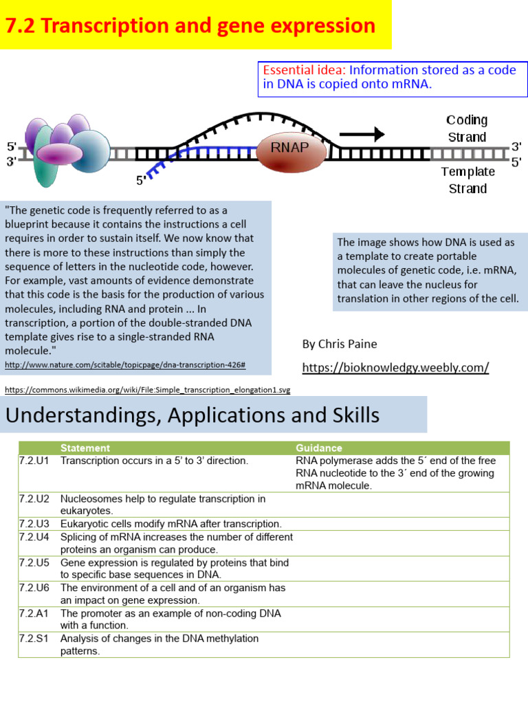 (7.2) Transcription - and - Gene - Expression - AHL - 2023 | PDF ...