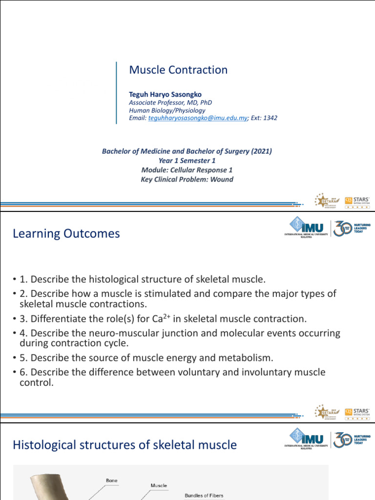 Muscle Contraction | PDF | Neuromuscular Junction | Glycolysis