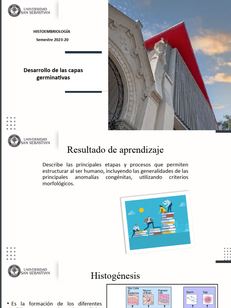 Desarrollo De Las Capas Germinativas Pdf