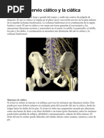Anatomía del Nervio Ciático y su Inervación | PDF | Anatomía humana ...