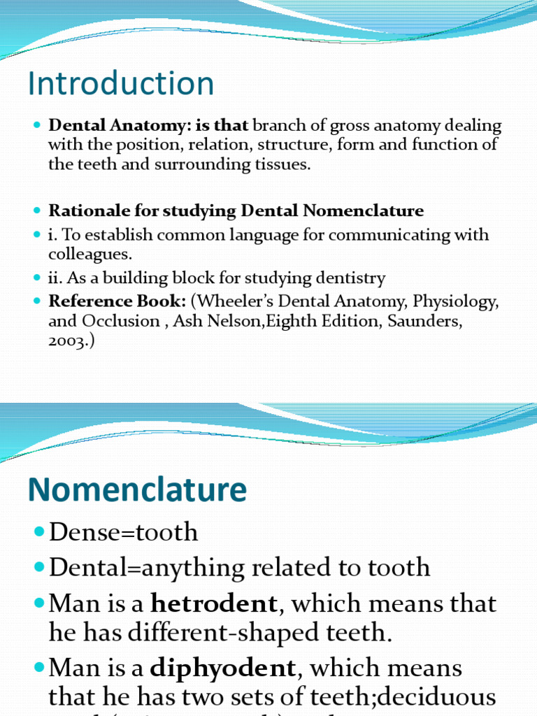 Dental Anatomy | PDF