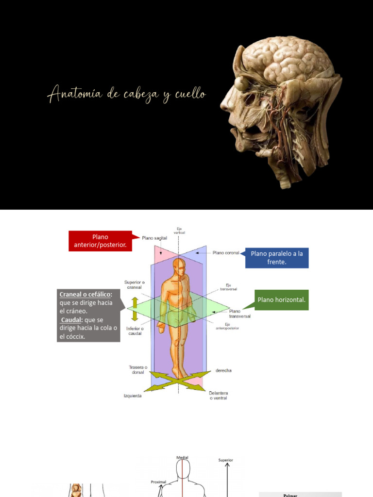 Anatomia de cabeza y cuello | PDF | Articulación | Cabeza y cuello humanos