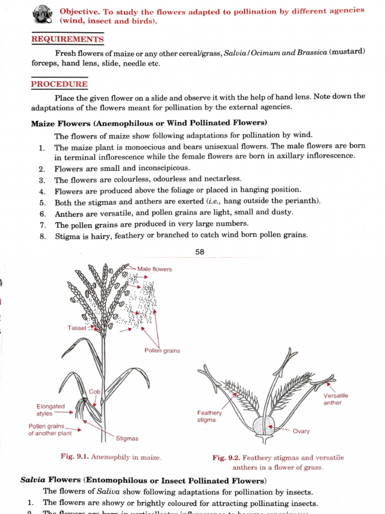 Requirements Fresh Flowers of Maize or Any Other Cereal/grass, Salvia ...