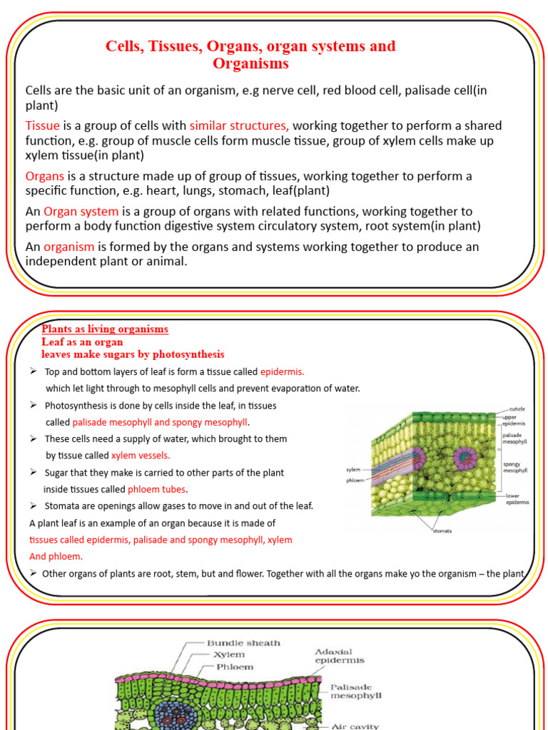 Cells, Tissues, Organs and Organisms Notes | PDF